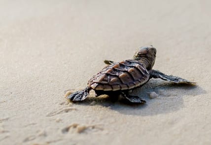 What is SecDevOps and Why is It So Important?